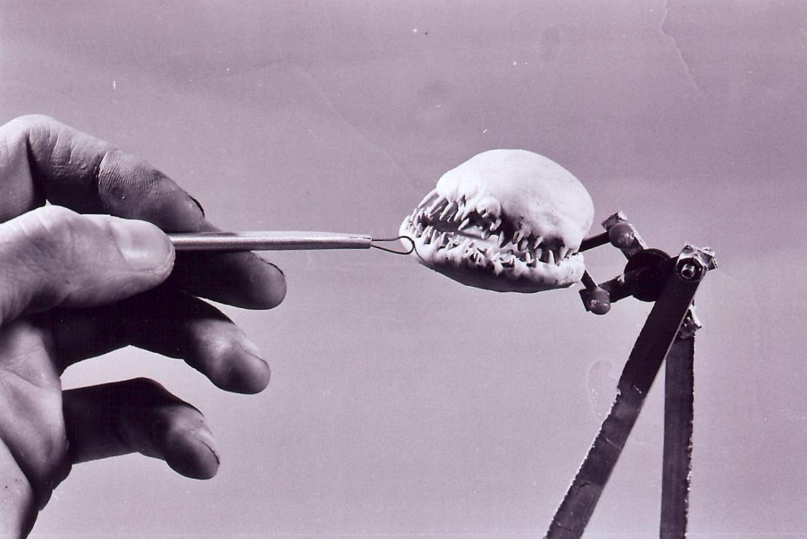 Babyspawnteethsculpting – Monster Legacy