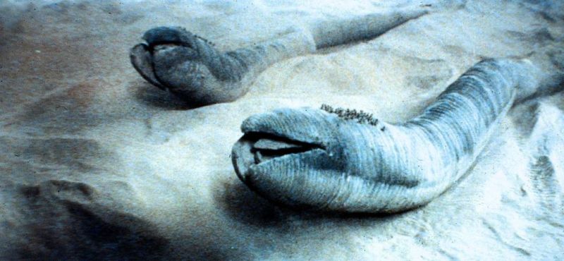 Sandworms of Arrakis – Monster Legacy