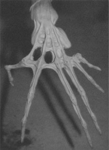 StarBeast — Aliens, the Alien Queen – Monster Legacy