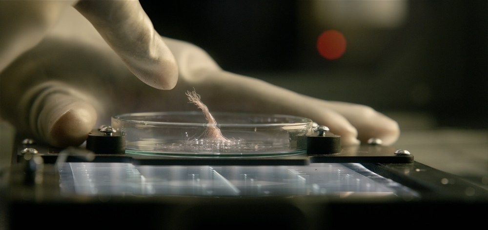 Calvin of Mars – Monster Legacy