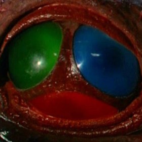 Shelob – Monster Legacy